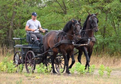 Eladó 7 éves nóniusz mén - Lovasok.hu