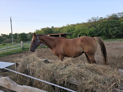 Eladó angol telivér lovak - Lovasok.hu