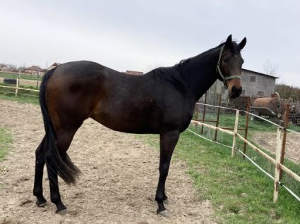 Eladó angol telivér lovak - Lovasok.hu